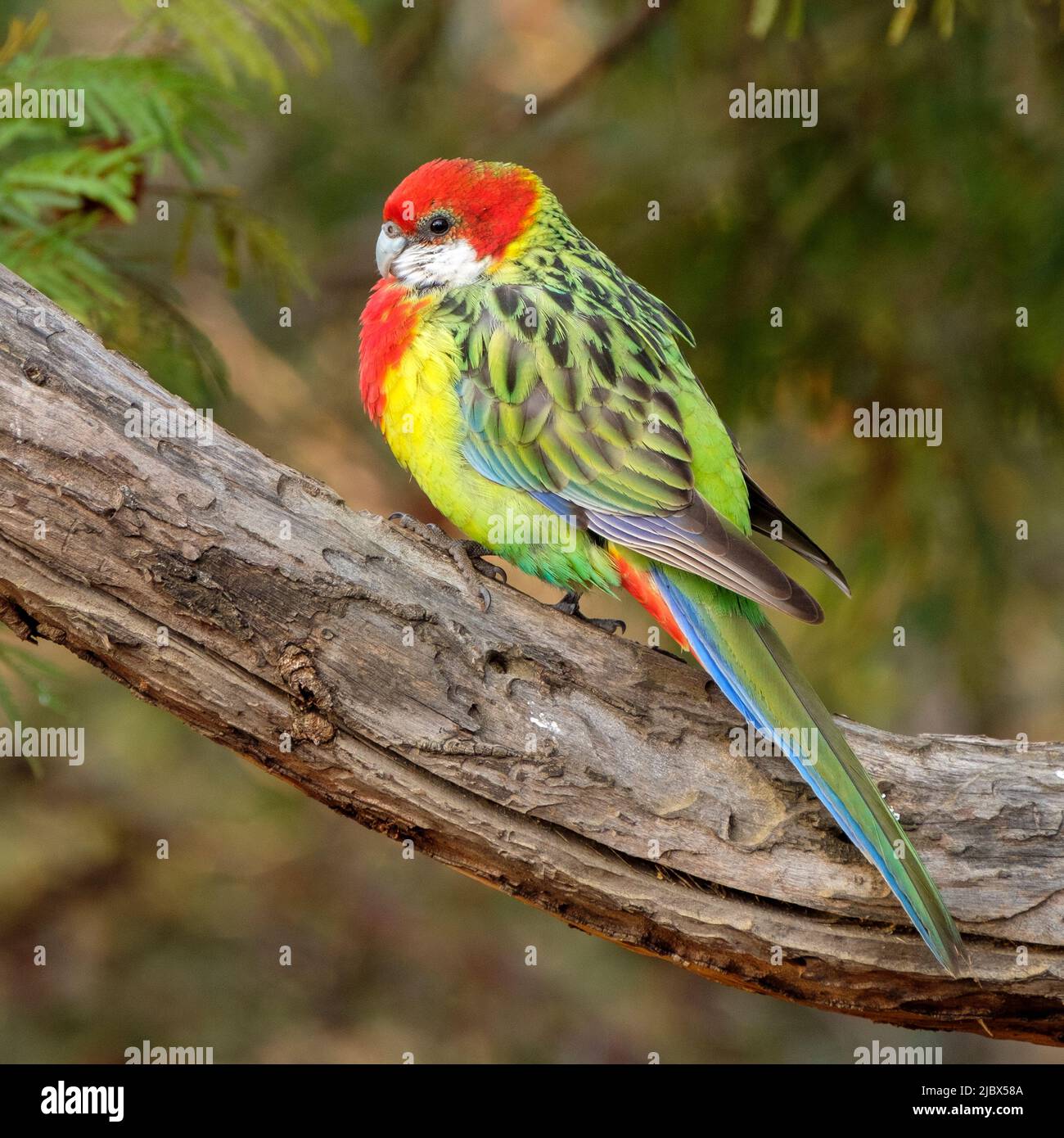 Rubino Rosella Breeding