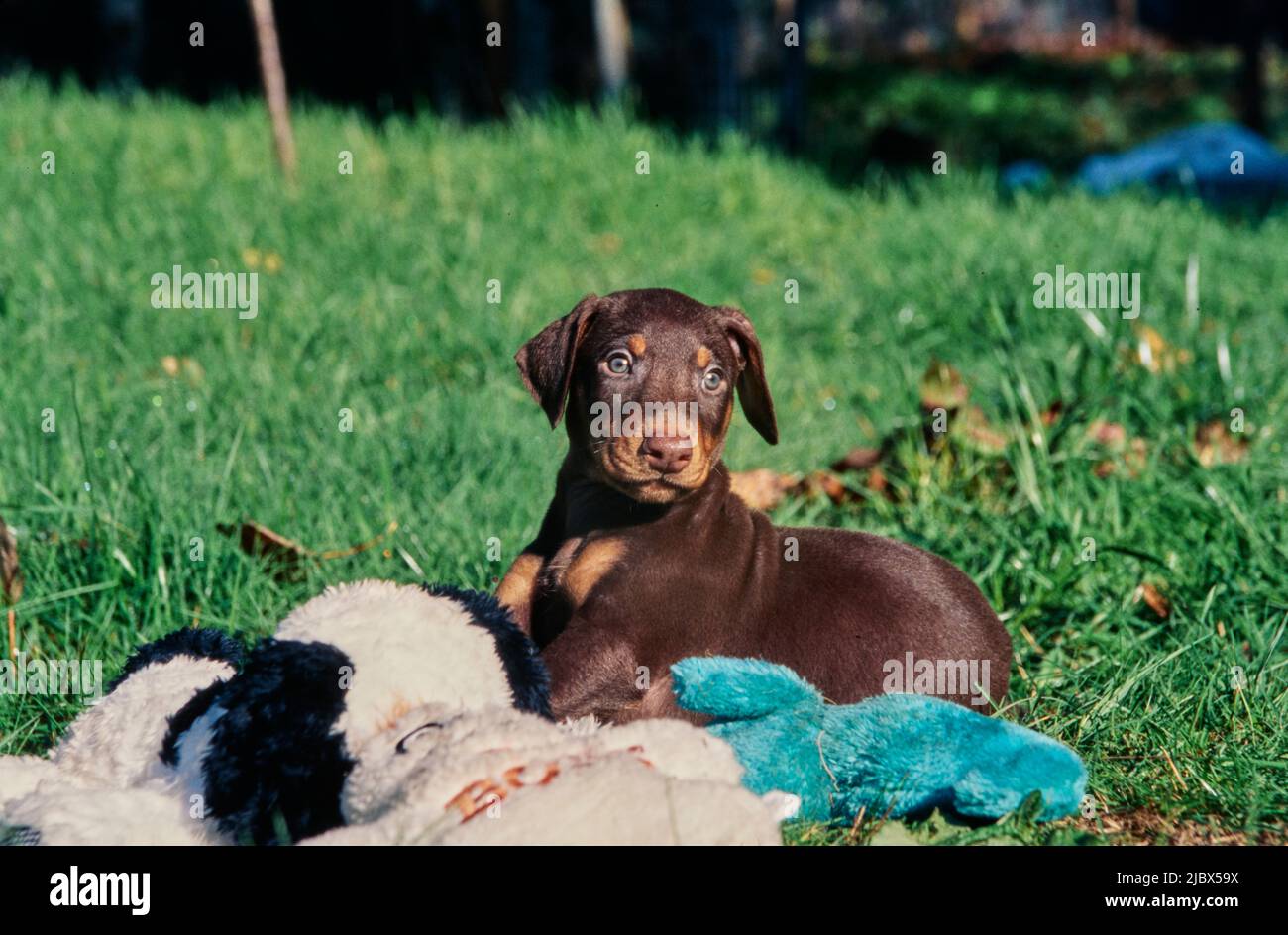 A Doberman puppy laying in grass with stuffed toys Stock Photo - Alamy