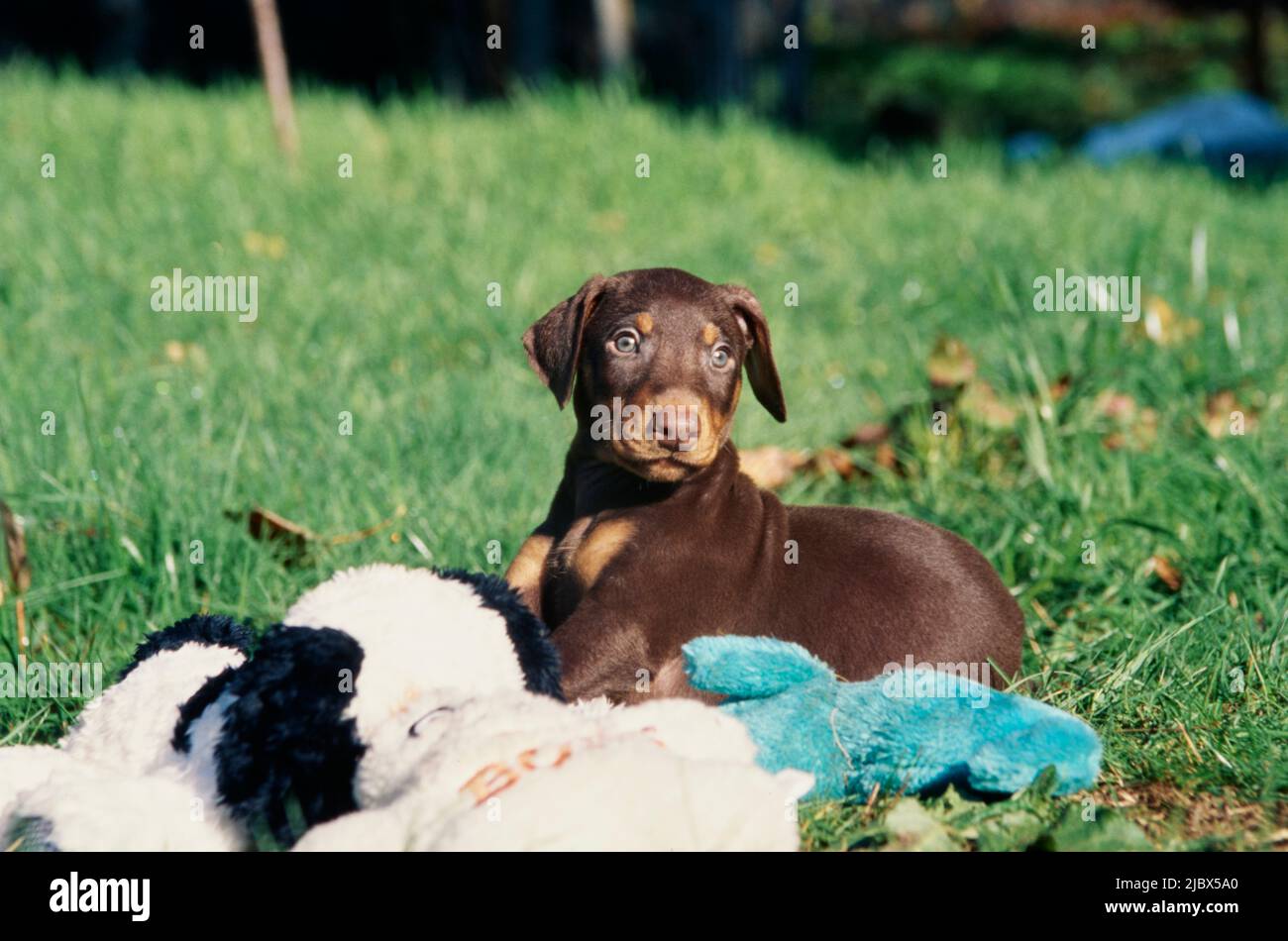 A Doberman puppy laying in grass with stuffed toys Stock Photo - Alamy