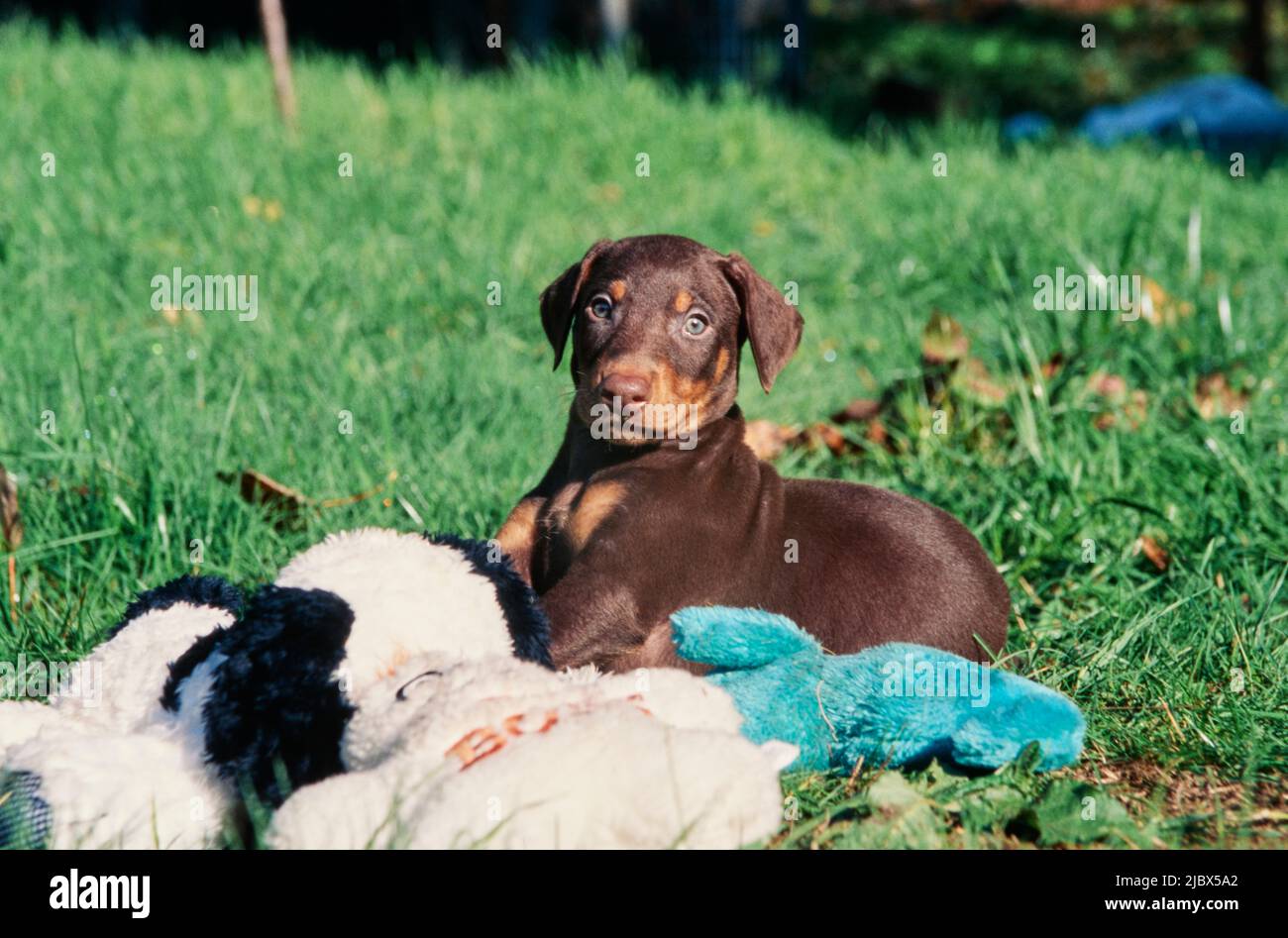 A Doberman puppy laying in grass with stuffed toys Stock Photo - Alamy