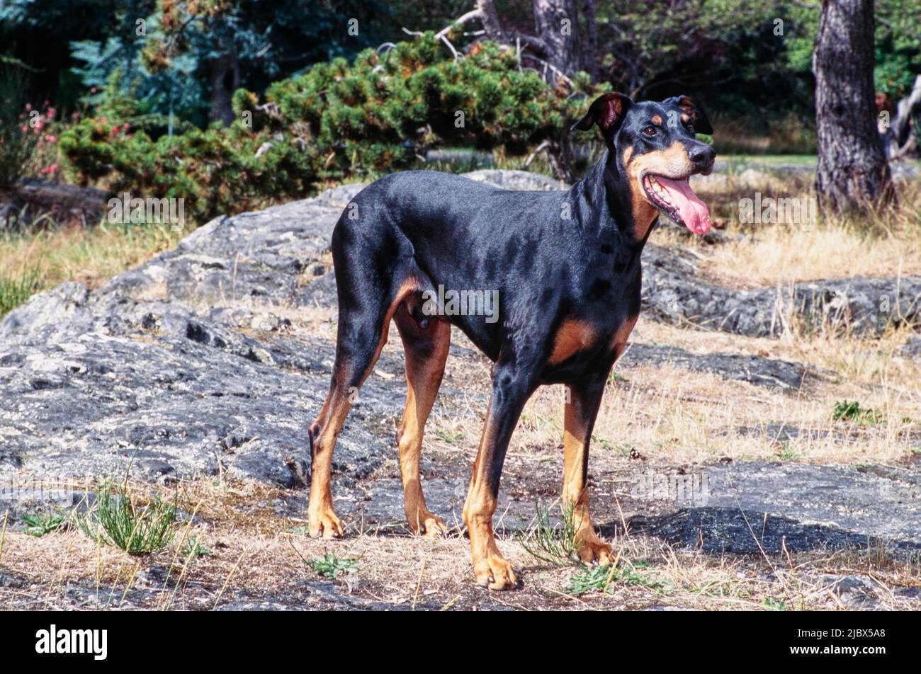 A Doberman standing on rocky terrain with greenery in the background ...