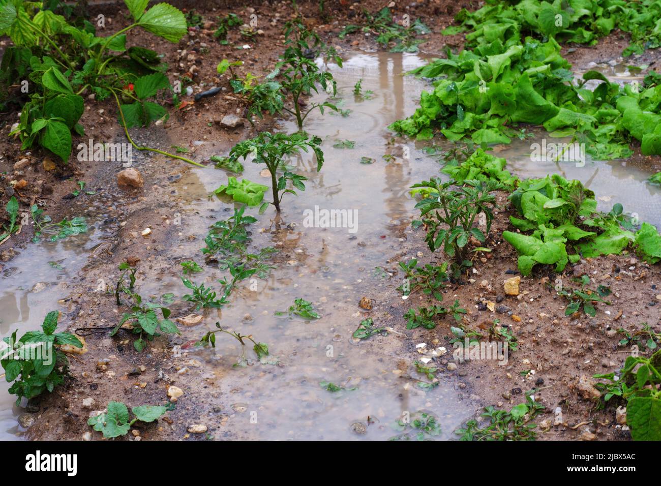 Puddles and mud in farm after heavy rain Stock Photo - Alamy