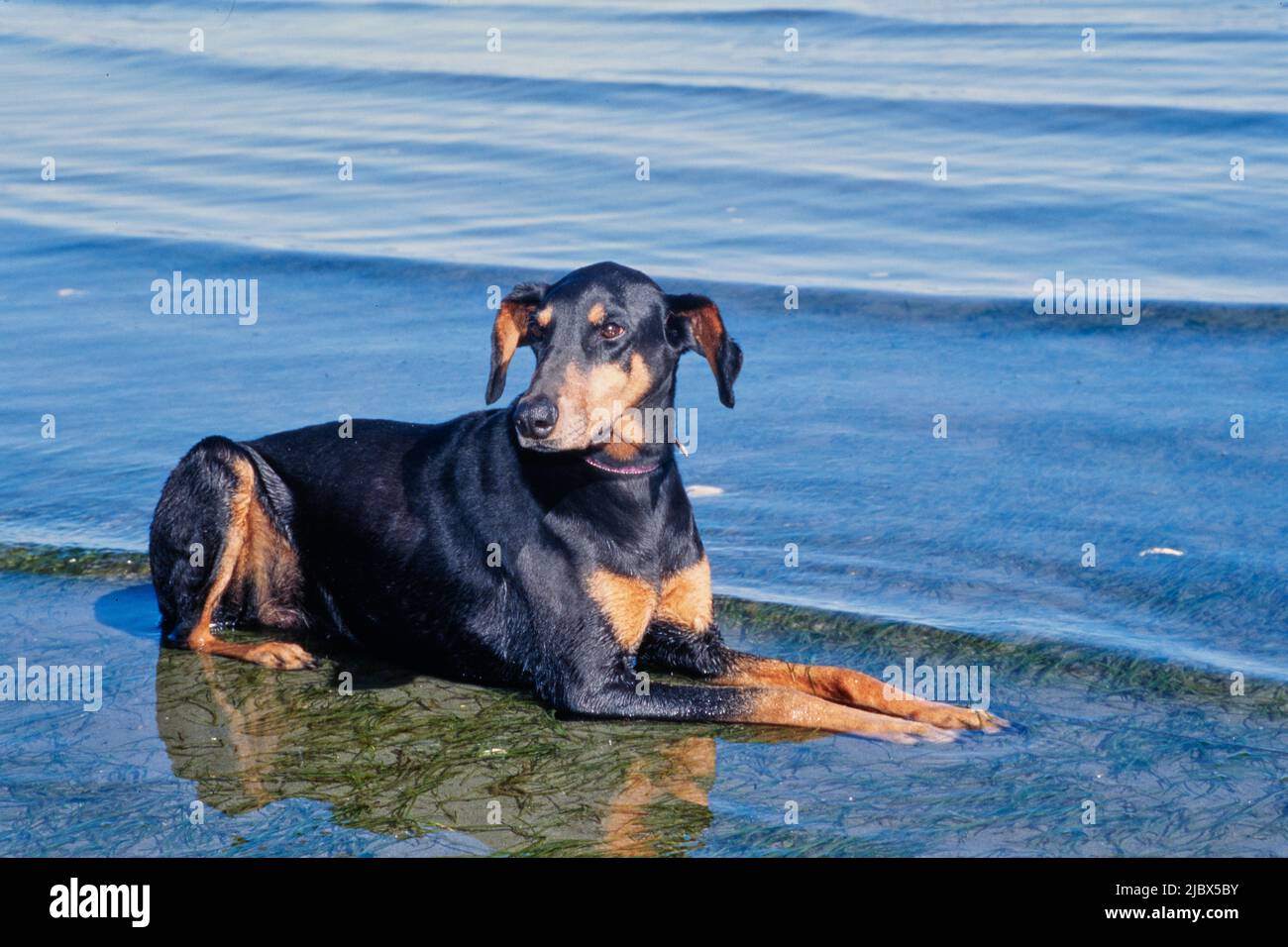 A Doberman laying in a shallow body of water Stock Photo - Alamy