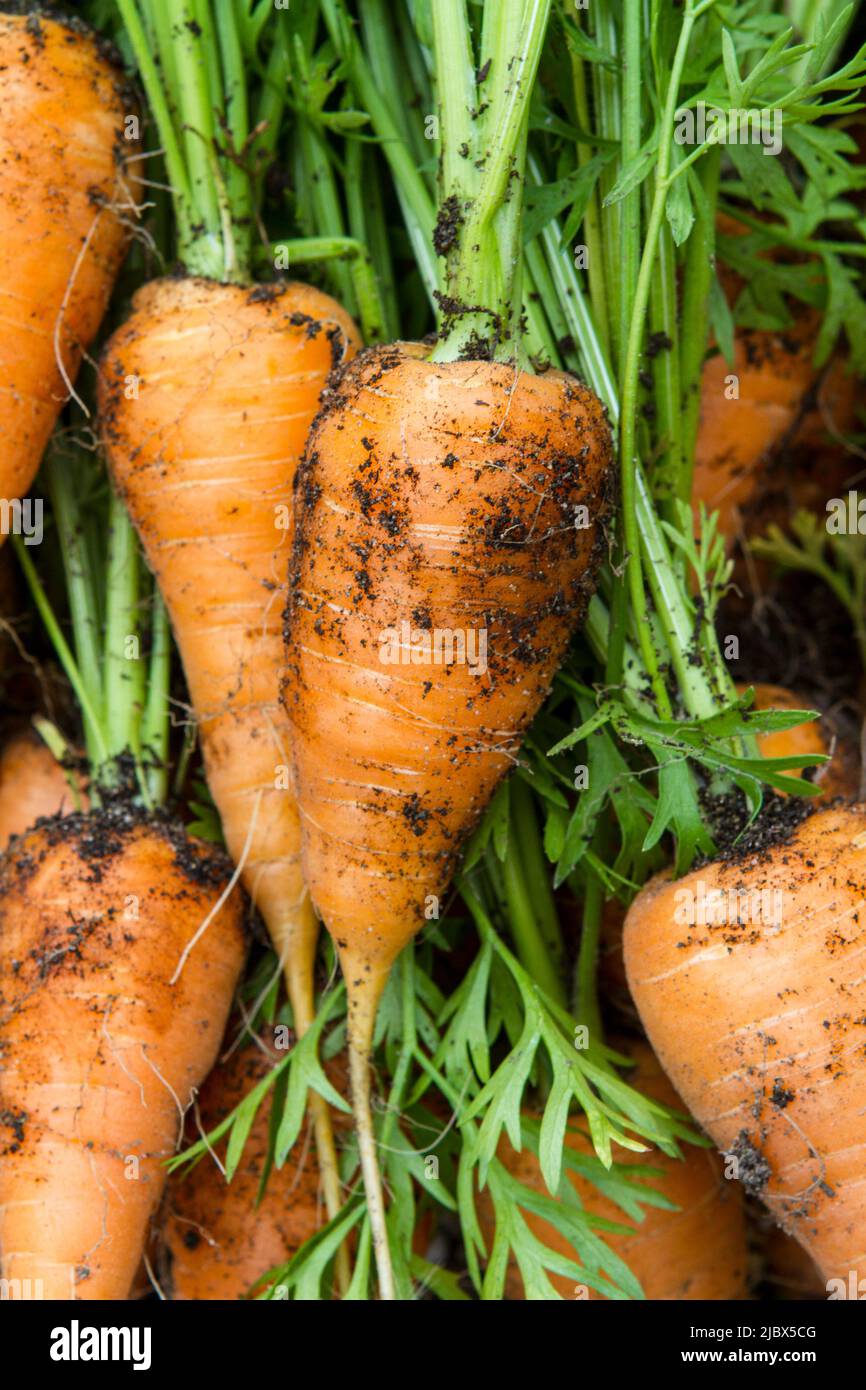 Oxheart carrot hi-res stock photography and images - Alamy