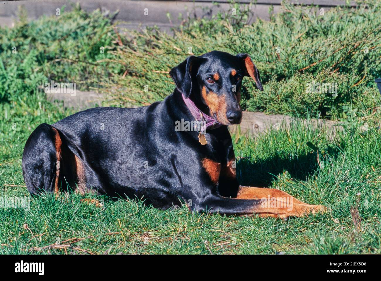 A Doberman laying in grass Stock Photo - Alamy