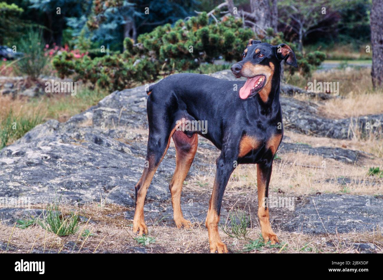 A Doberman standing on rocky terrain with greenery in the background ...