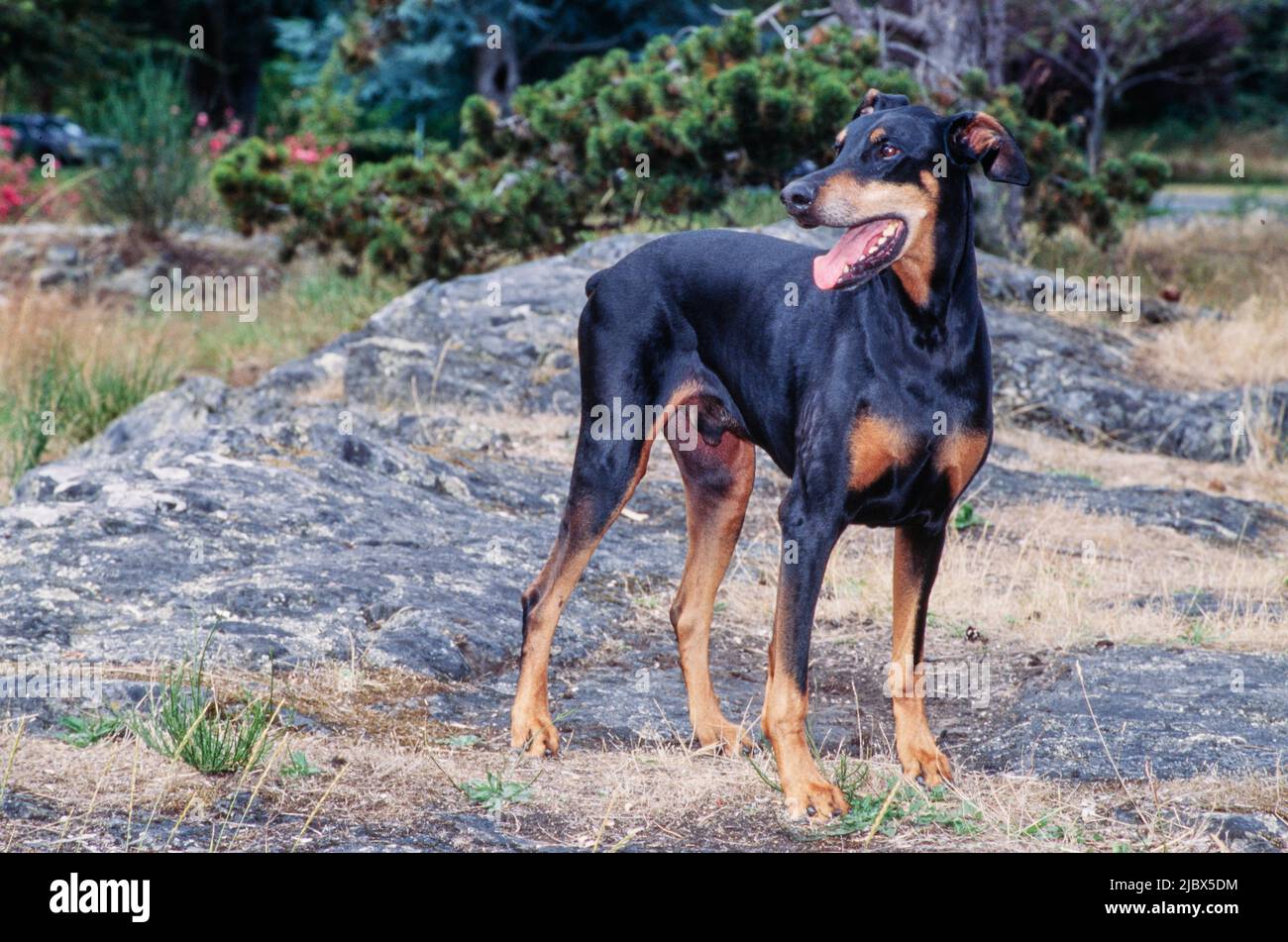 A Doberman standing on rocky terrain with greenery in the background ...