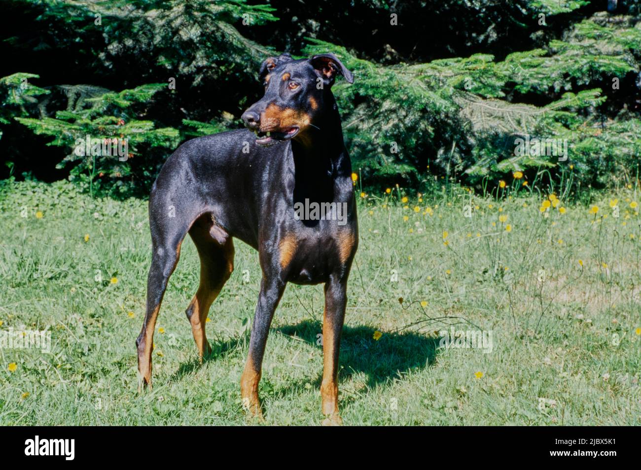 A Doberman standing in grass and yellow flowers Stock Photo - Alamy