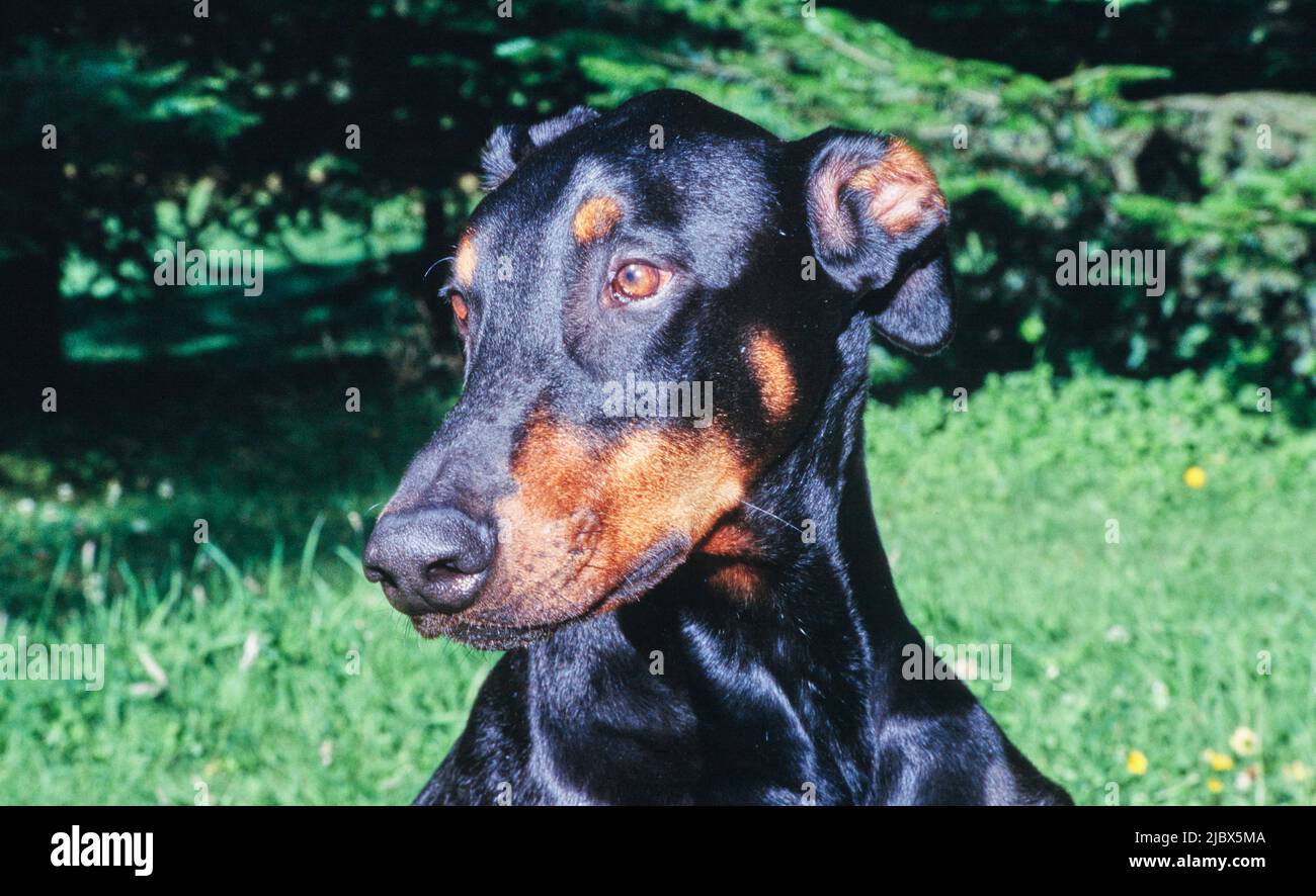 Pet and greenery hi-res stock photography and images - Alamy