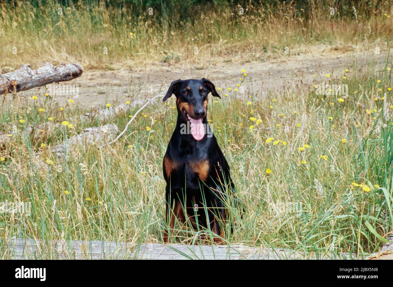 A Doberman sitting behind a log in tall grass with yellow wildflowers ...