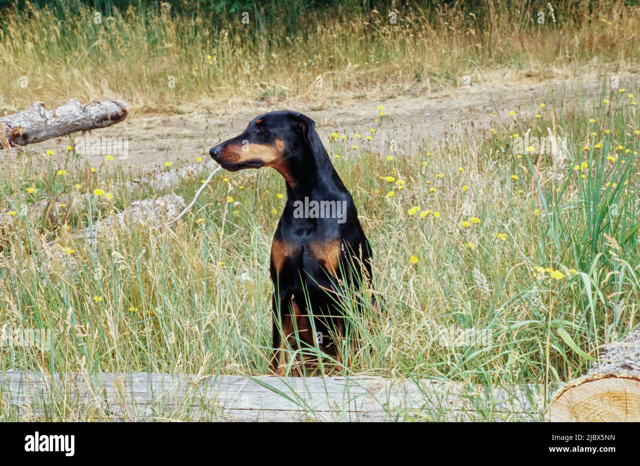 A Doberman sitting behind a log in tall grass with yellow wildflowers ...