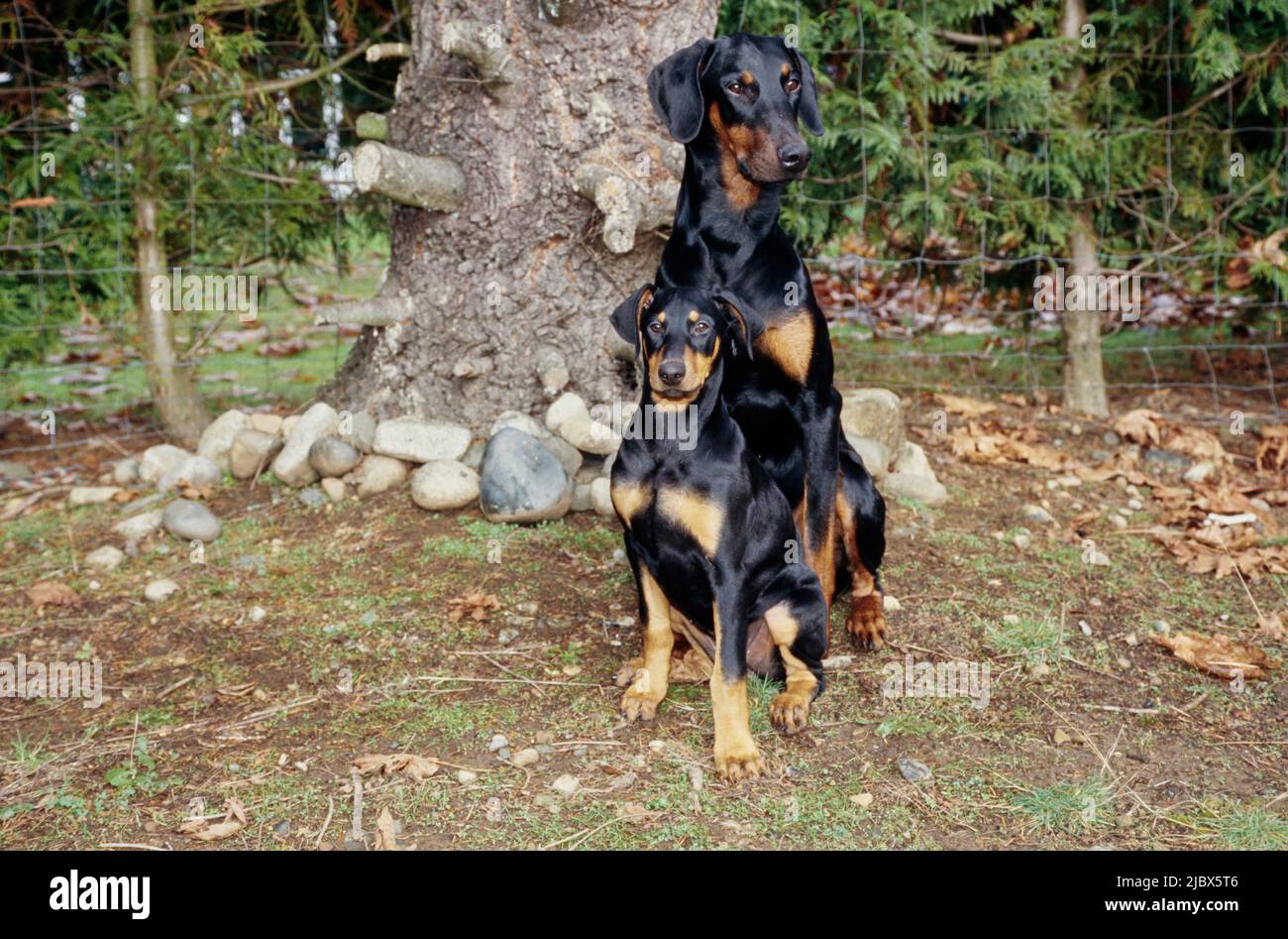 A Doberman and a puppy in front of a rock lined tree Stock Photo - Alamy