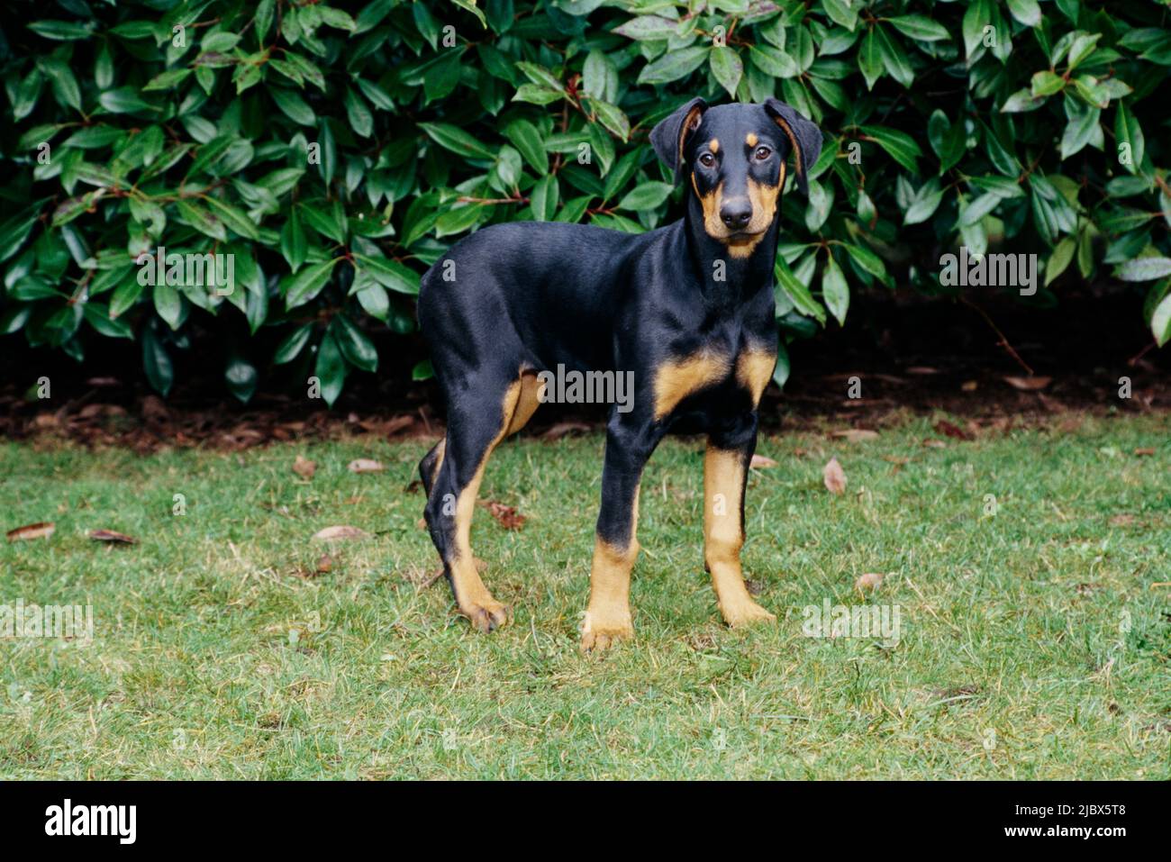 Doberman pinscher standing in front hi-res stock photography and images ...