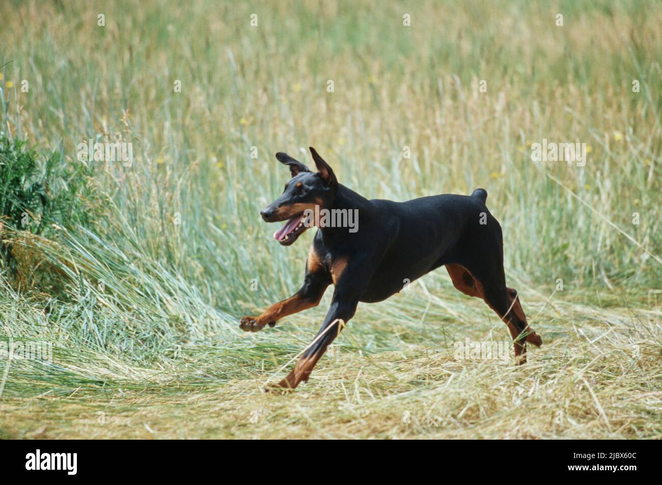A Doberman running through a field of tall grass Stock Photo - Alamy