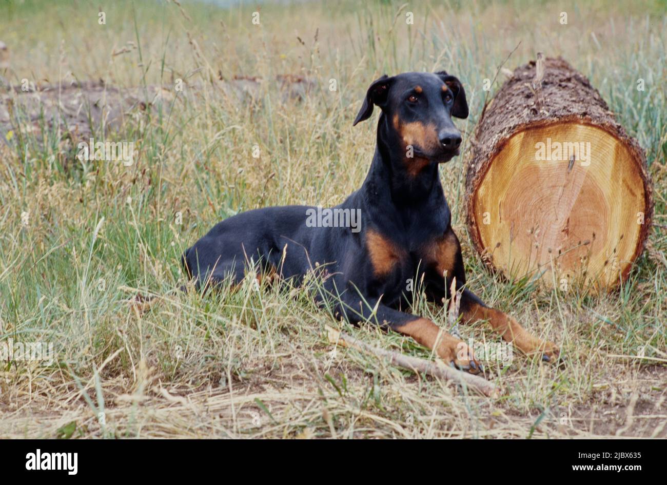 A Doberman laying beside a log in a field of tall grass Stock Photo - Alamy
