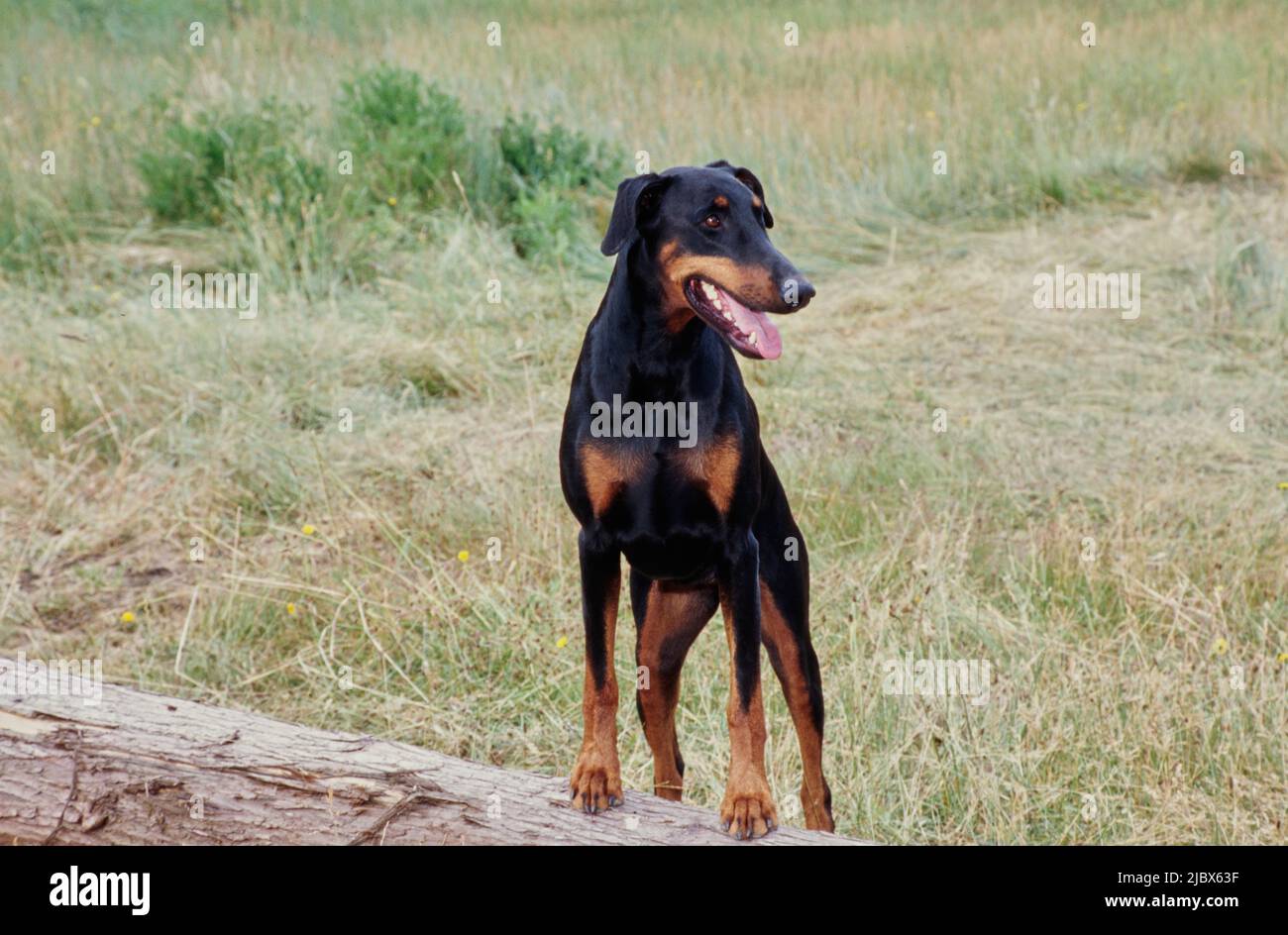 Tall doberman pinscher dog standing hi-res stock photography and images ...