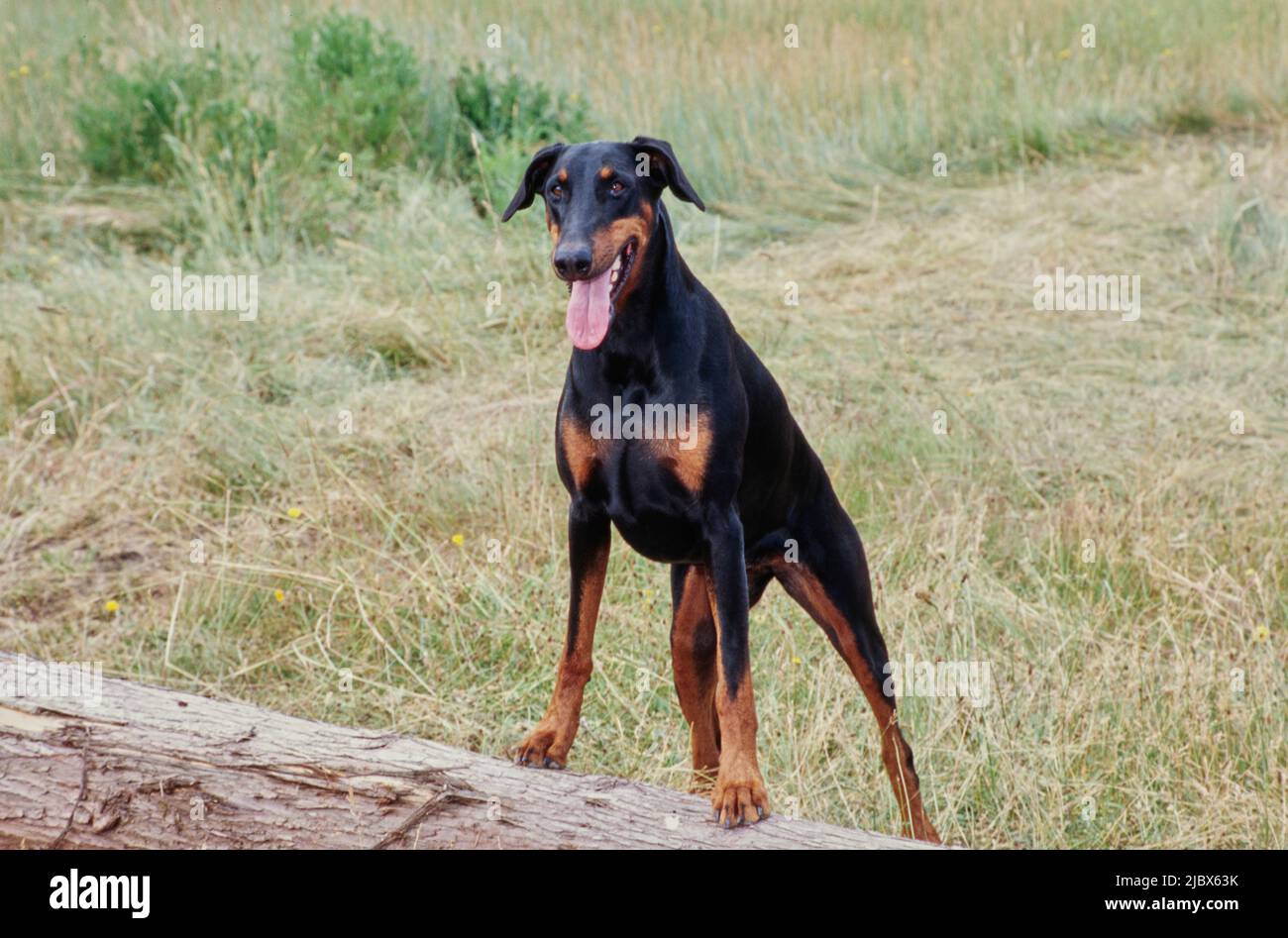 Tall doberman pinscher dog standing hi-res stock photography and images ...