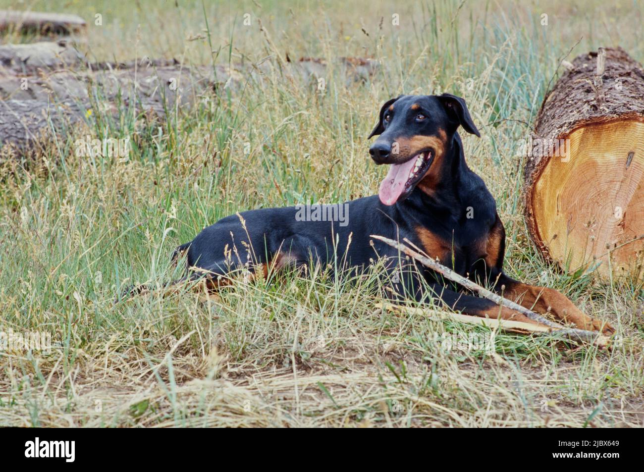 A Doberman laying beside a log in a field of tall grass Stock Photo - Alamy