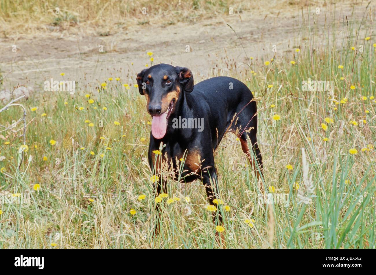 Tall doberman pinscher dog in hi-res stock photography and images - Alamy