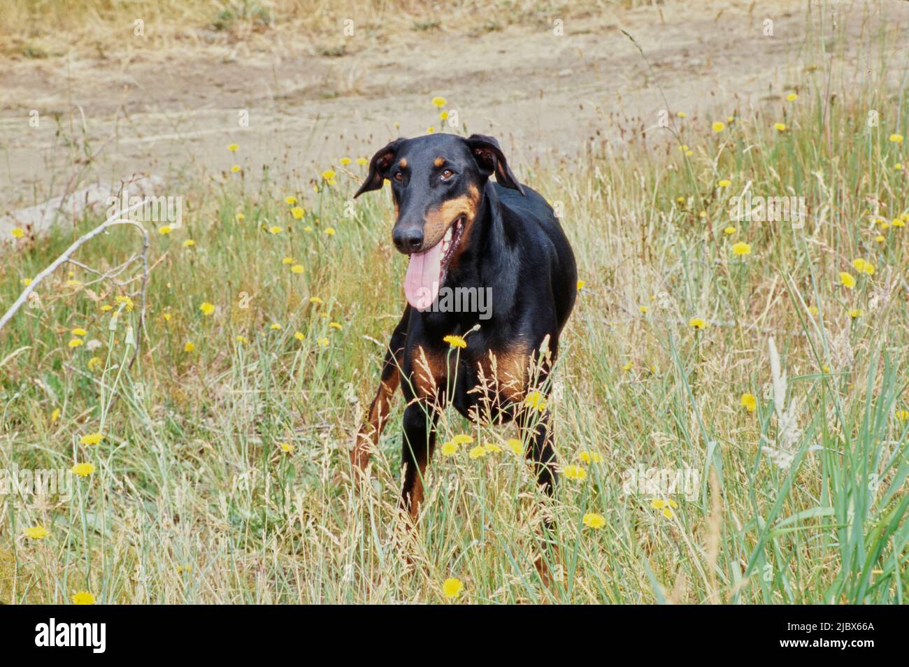 A Doberman standing in a field of tall grass with yellow wildflowers ...