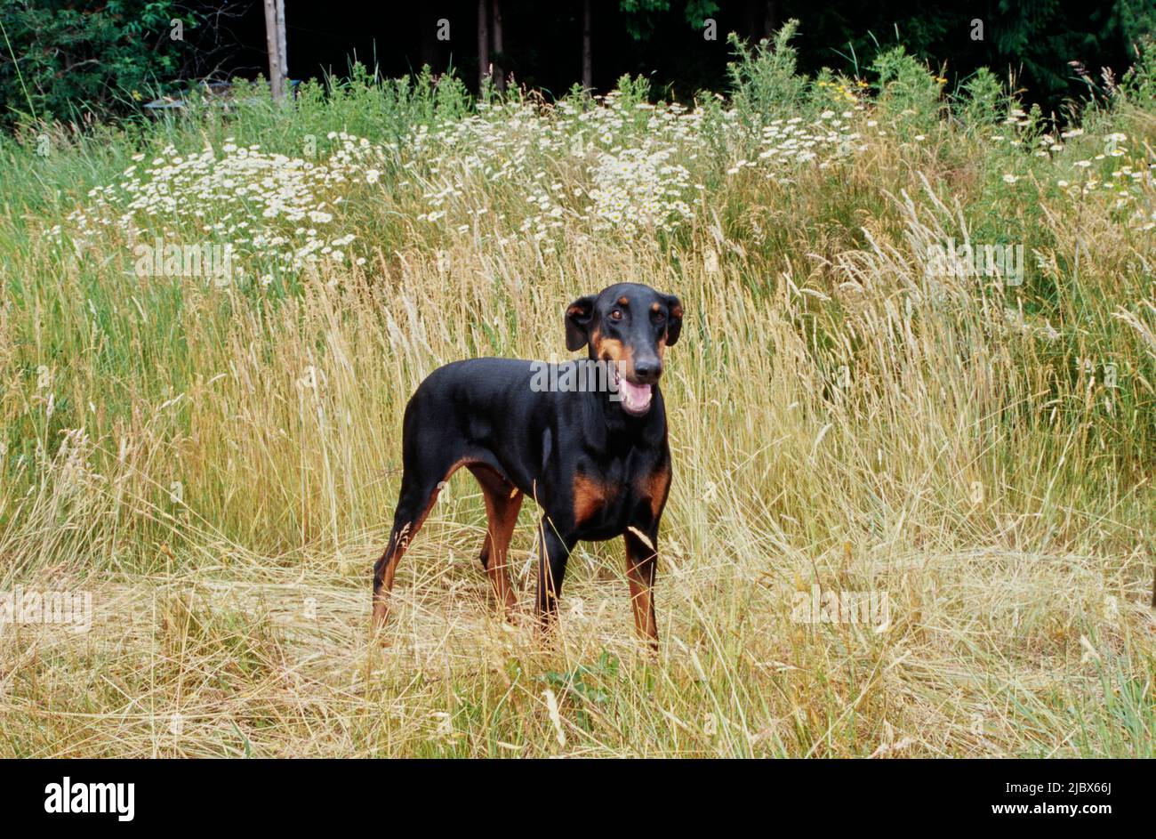 A Doberman standing in a field of tall grass with white wildflowers ...