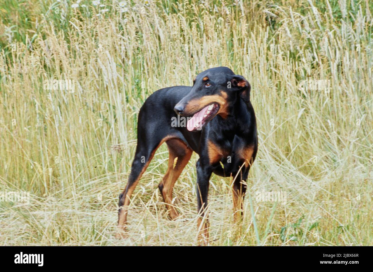 A Doberman standing in a field of tall grass Stock Photo - Alamy