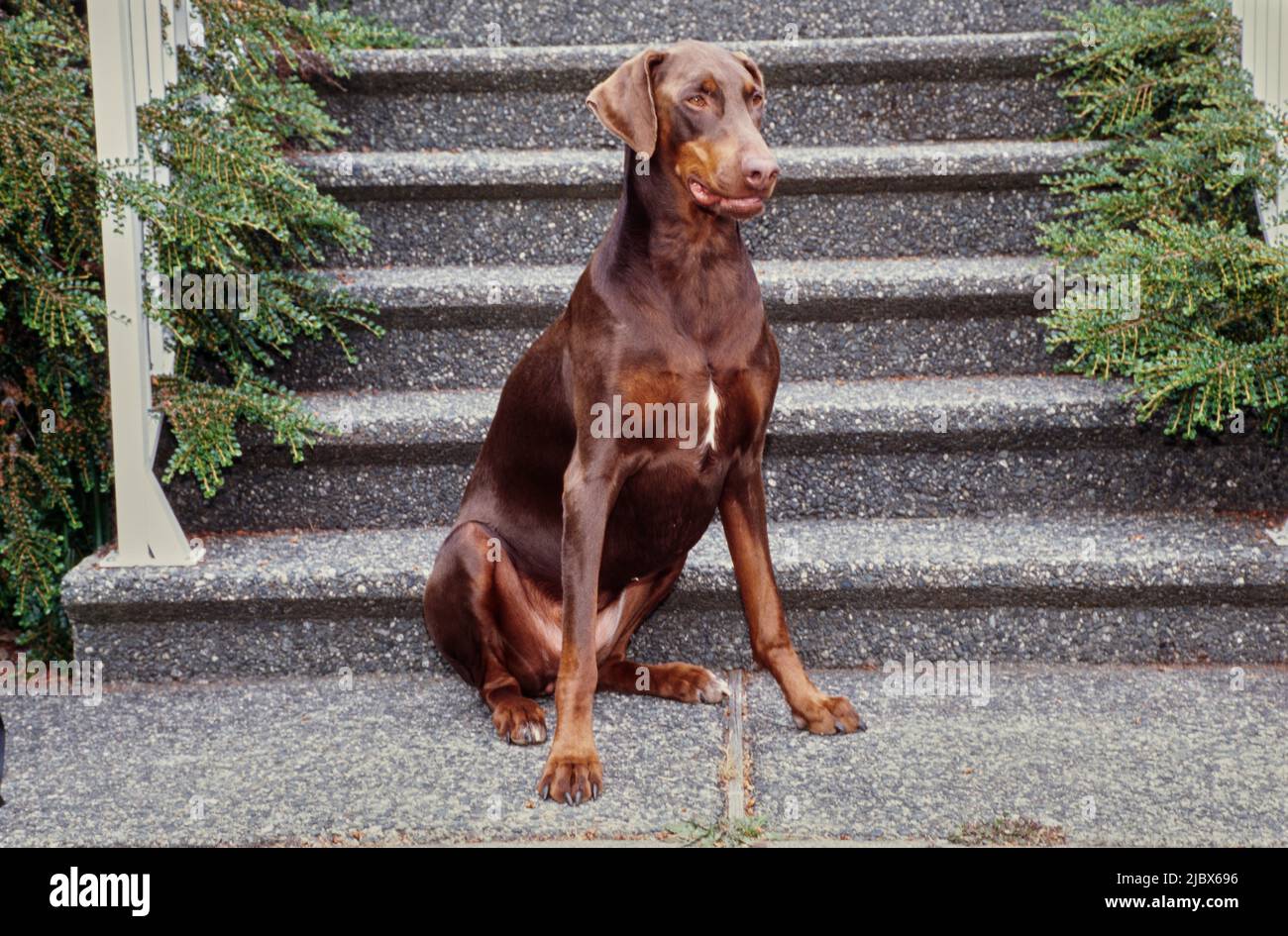 A Doberman sitting at the bottom of greenery lined stairs Stock Photo ...