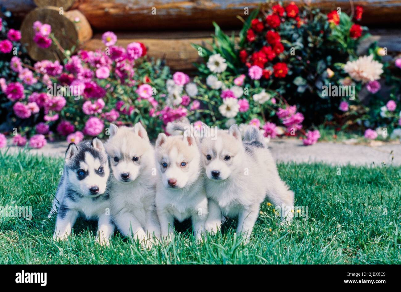 Siberian husky puppies on grass in front of flowers Stock Photo - Alamy