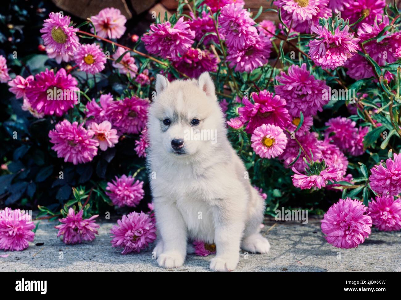Siberian husky puppy in front of pink flowers Stock Photo - Alamy