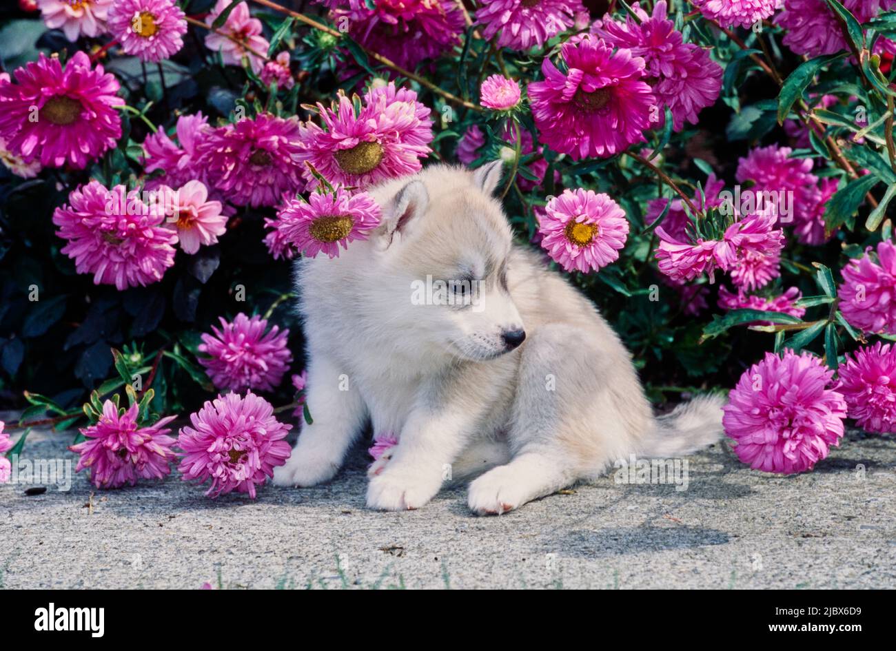 Siberian husky puppy in front of pink flowers Stock Photo - Alamy