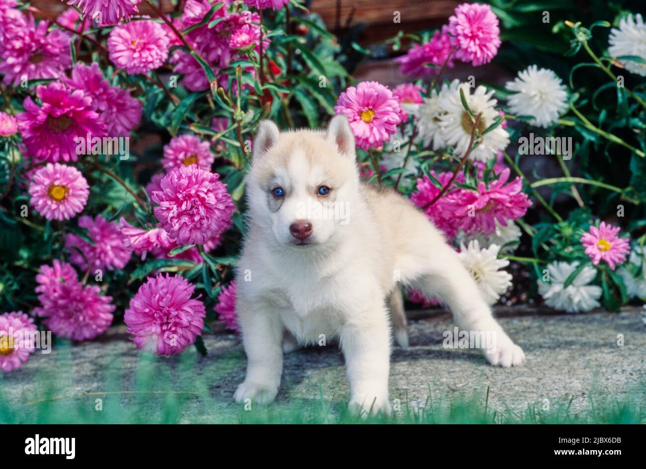 Siberian husky puppy in front of pink flowers Stock Photo - Alamy