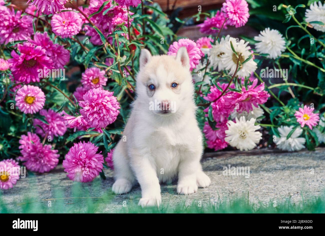 Siberian husky puppy in front of pink flowers Stock Photo - Alamy