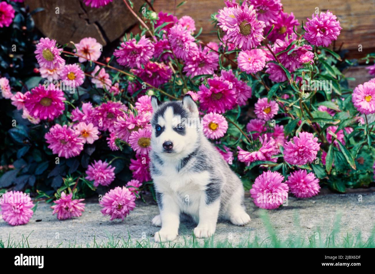 Husky and flowers hi-res stock photography and images - Alamy