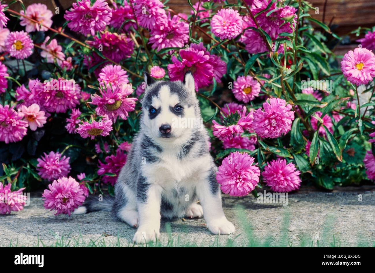Siberian husky puppy in front of pink flowers Stock Photo - Alamy