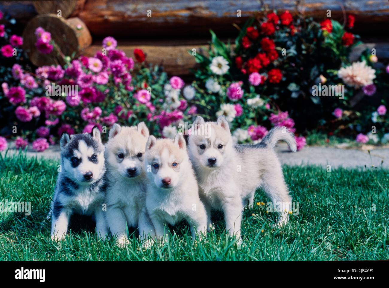 Siberian husky puppies on grass in front of flowers Stock Photo - Alamy