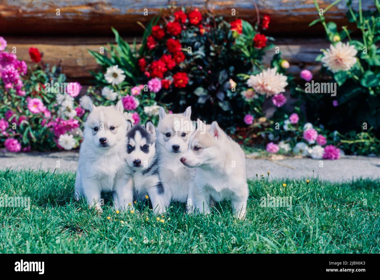 Siberian husky puppies on grass in front of flowers Stock Photo - Alamy
