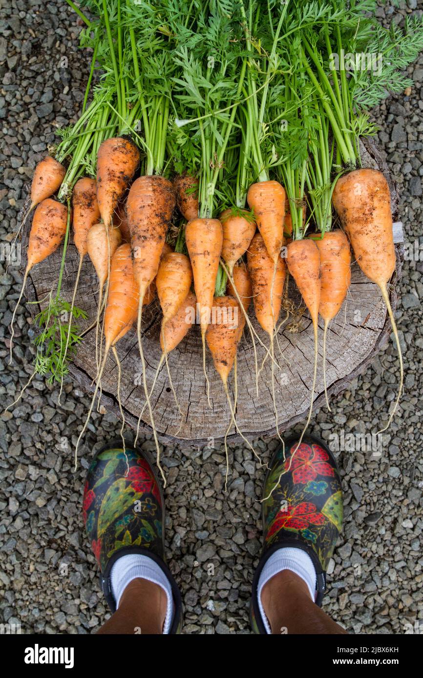 Fresh picked bunch of orange Oxheart carrots on stump with gardener’s ...