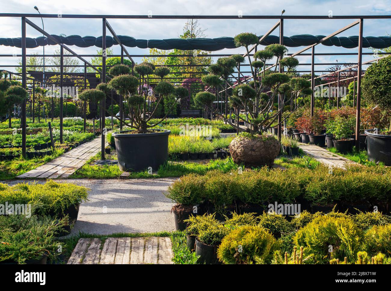 Amazing topiary pine trees (maybe yew-tree) in big pots and other ...