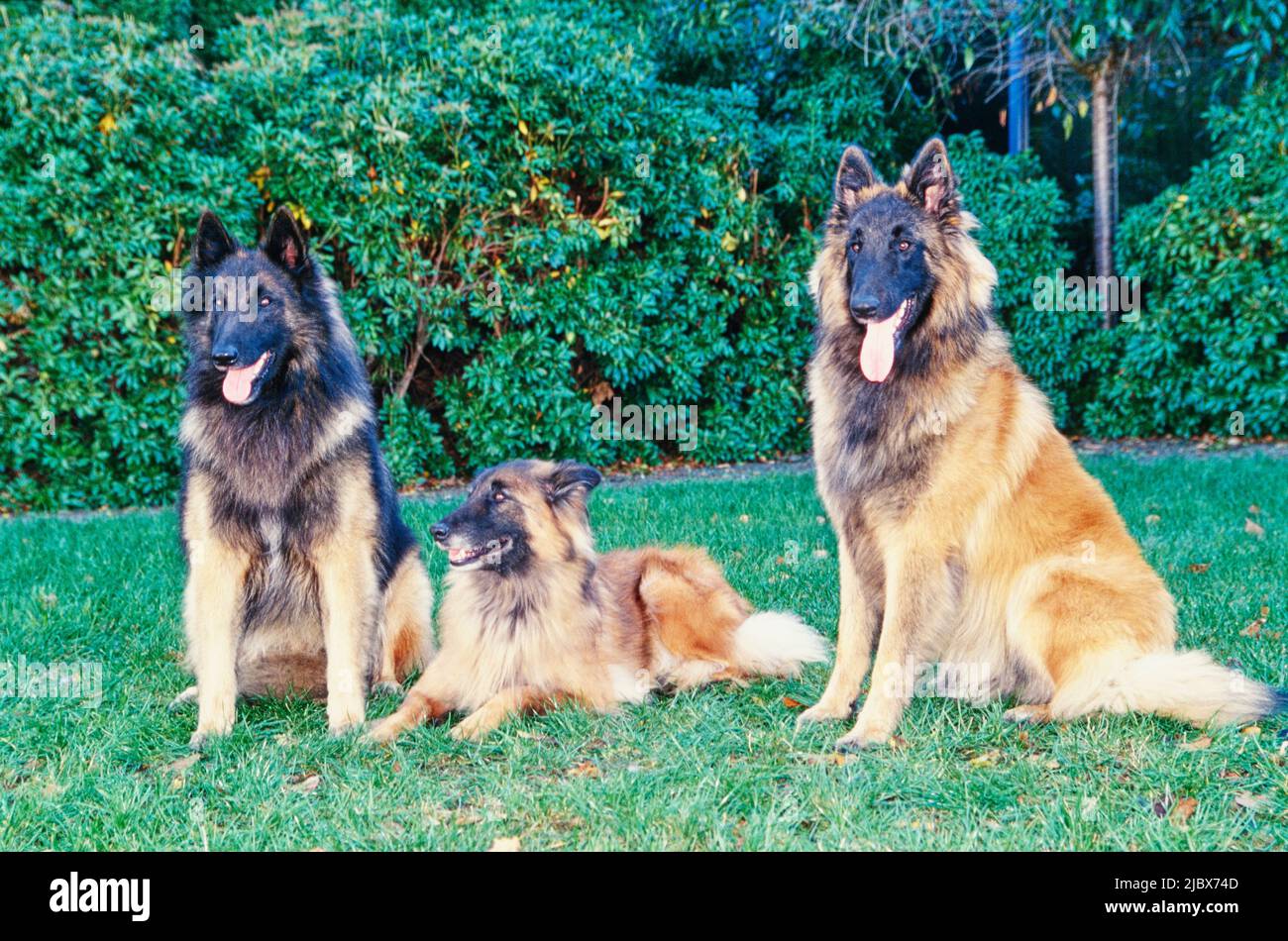 Belgian shepherds on grass Stock Photo - Alamy