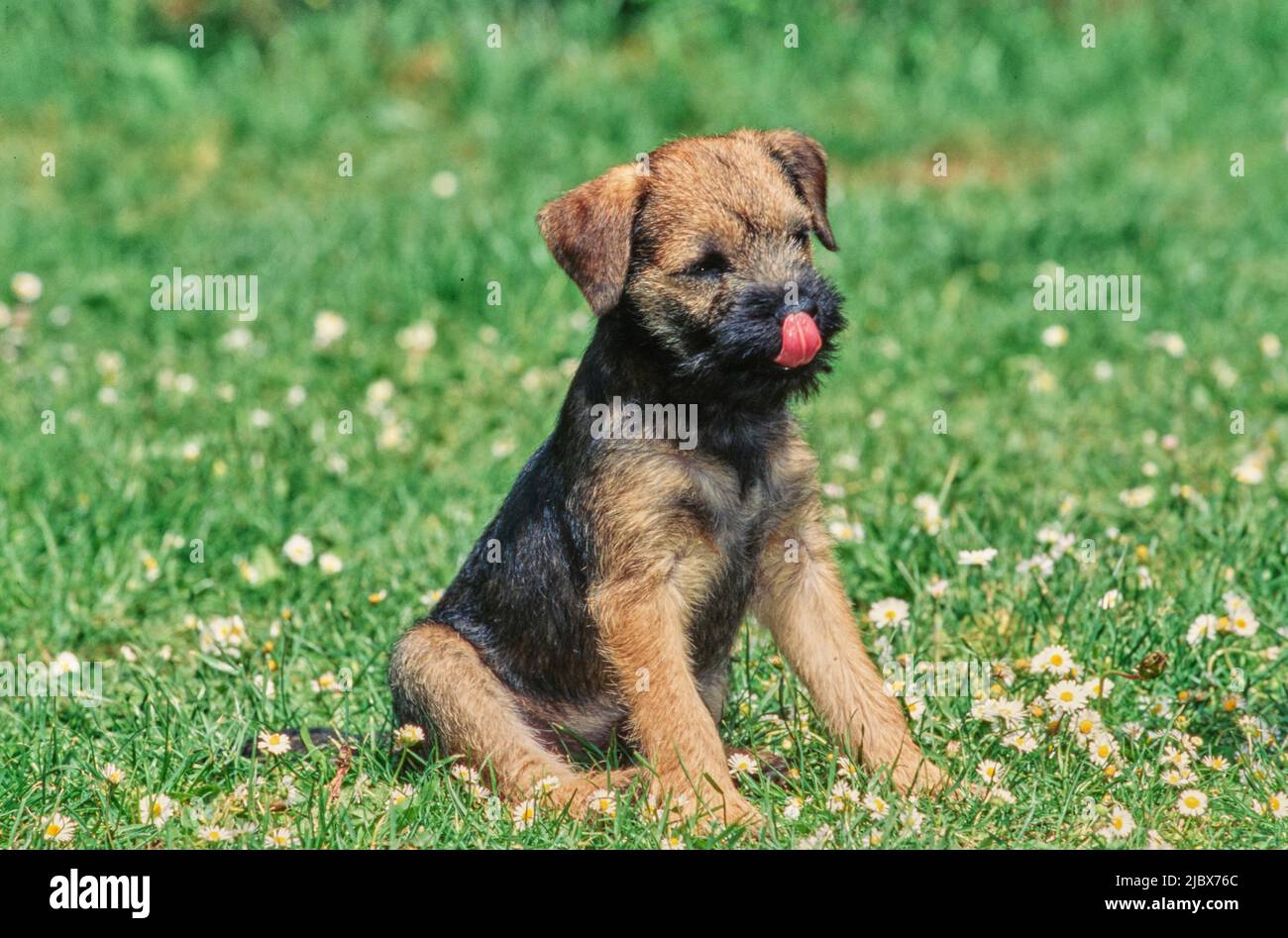 Border terriers puppy hi-res stock photography and images - Alamy