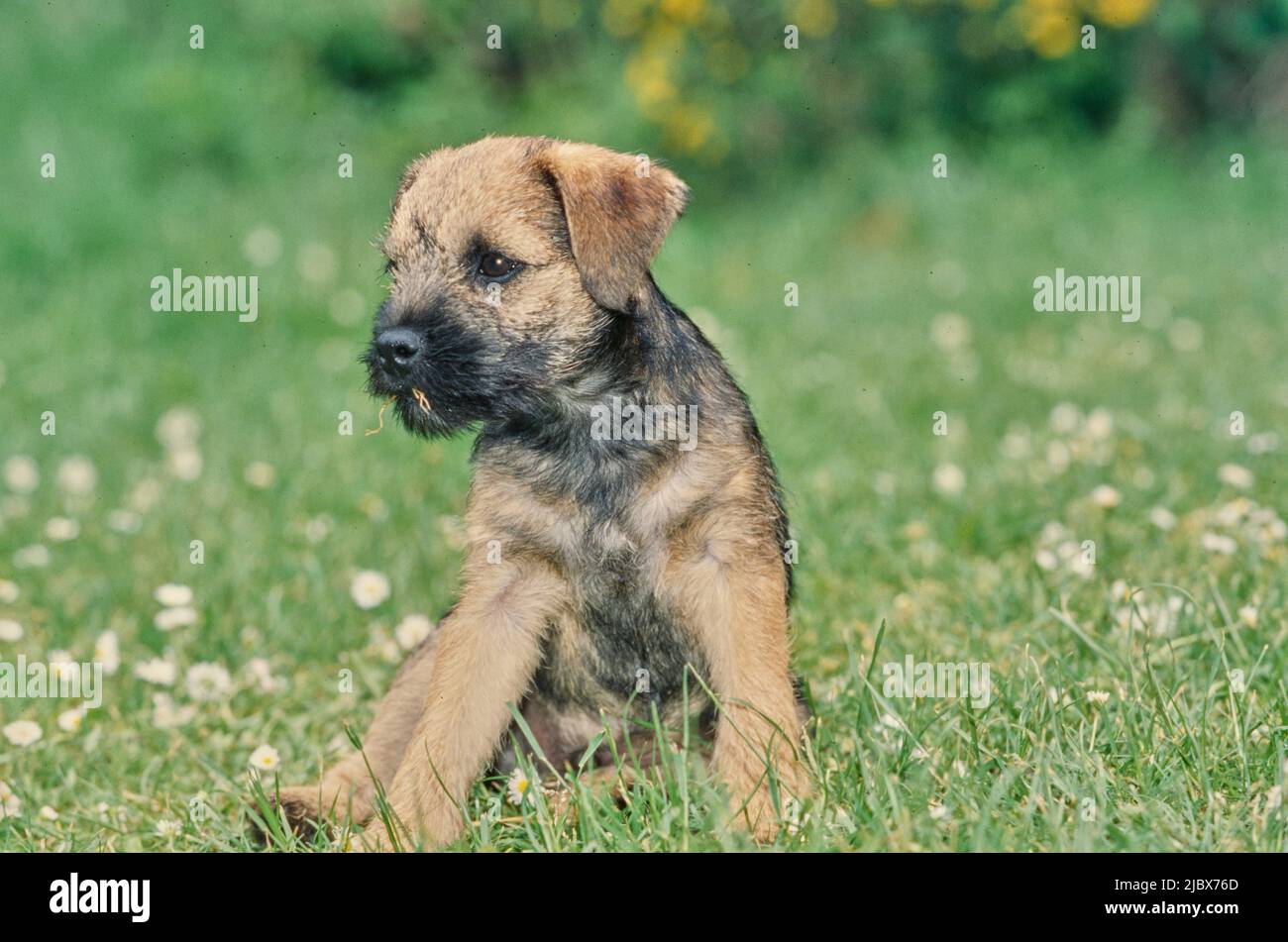 Border terriers puppy hi-res stock photography and images - Alamy
