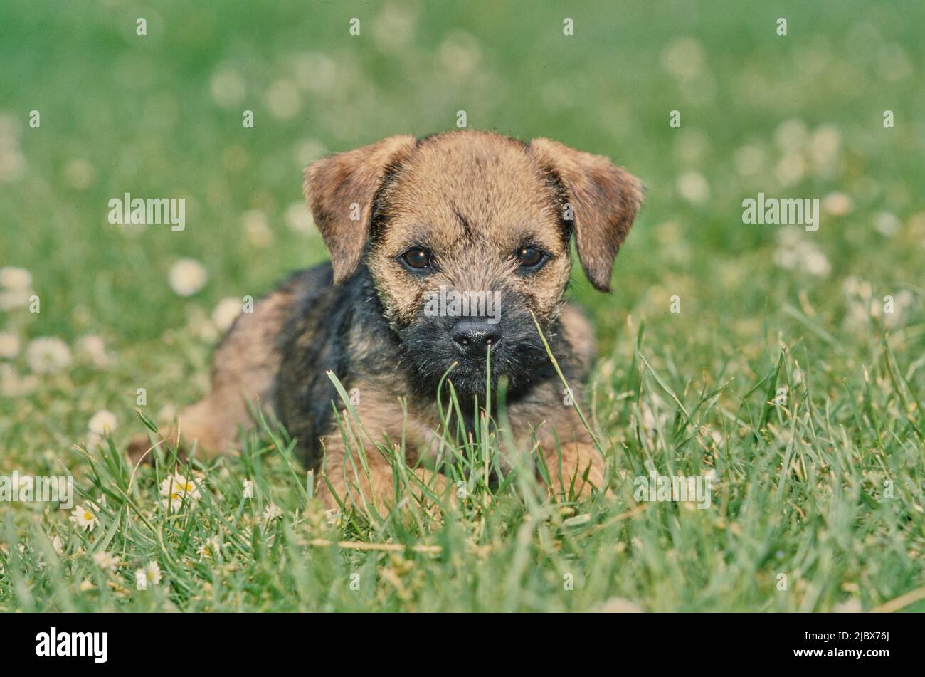 Border terriers puppy hi-res stock photography and images - Alamy