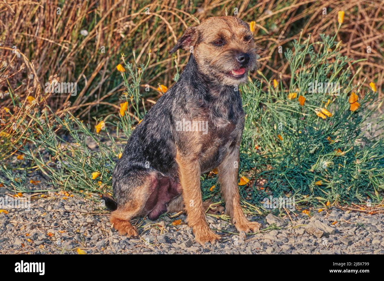 Border terrier on agility hi-res stock photography and images - Alamy