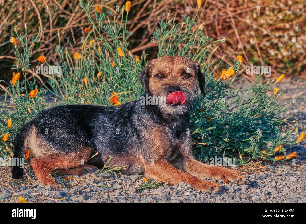 Border terrier on agility hi-res stock photography and images - Alamy