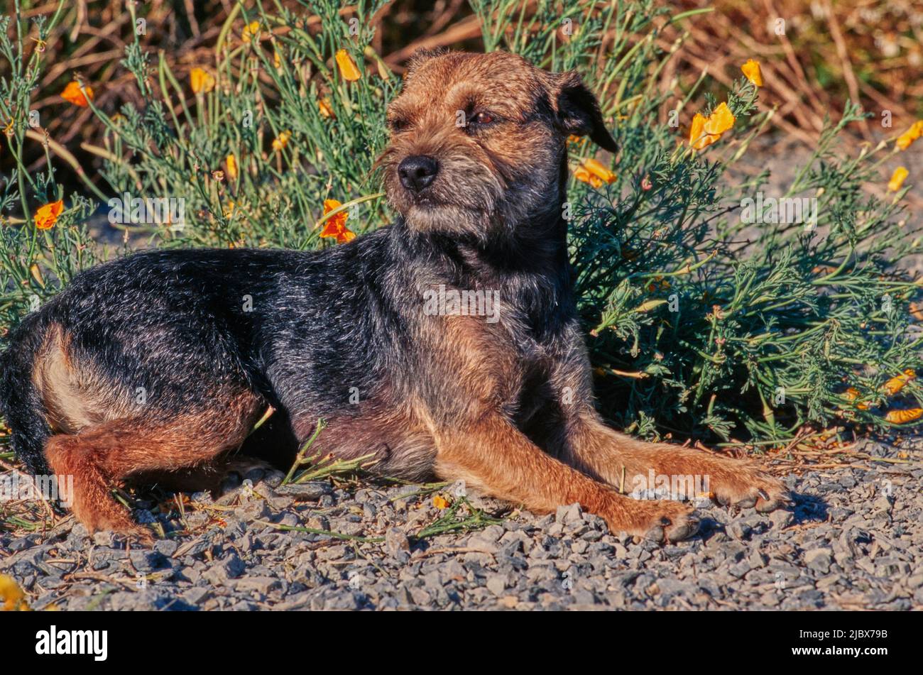 Border terrier on agility hi-res stock photography and images - Alamy