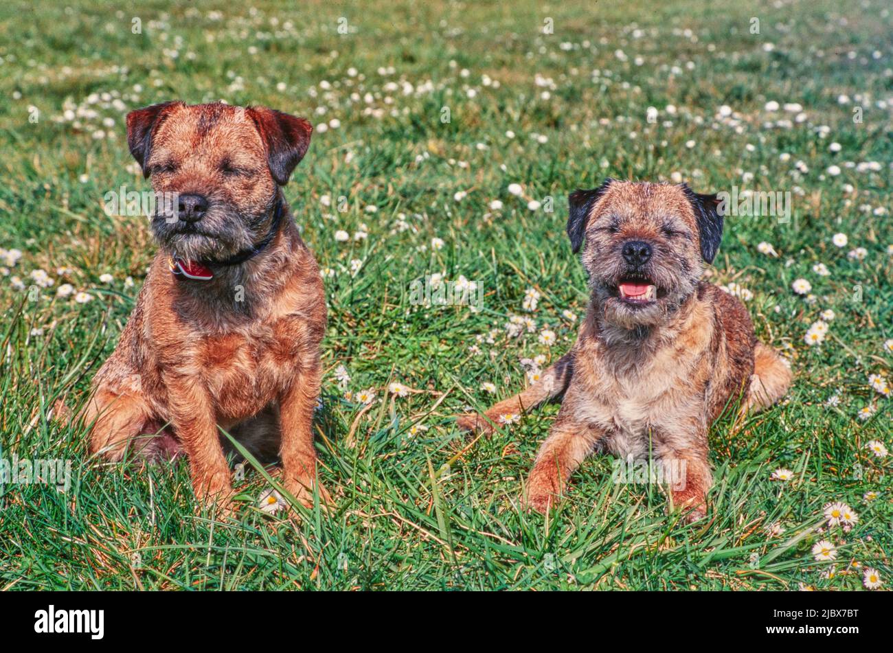 Border terriers on grass Stock Photo - Alamy