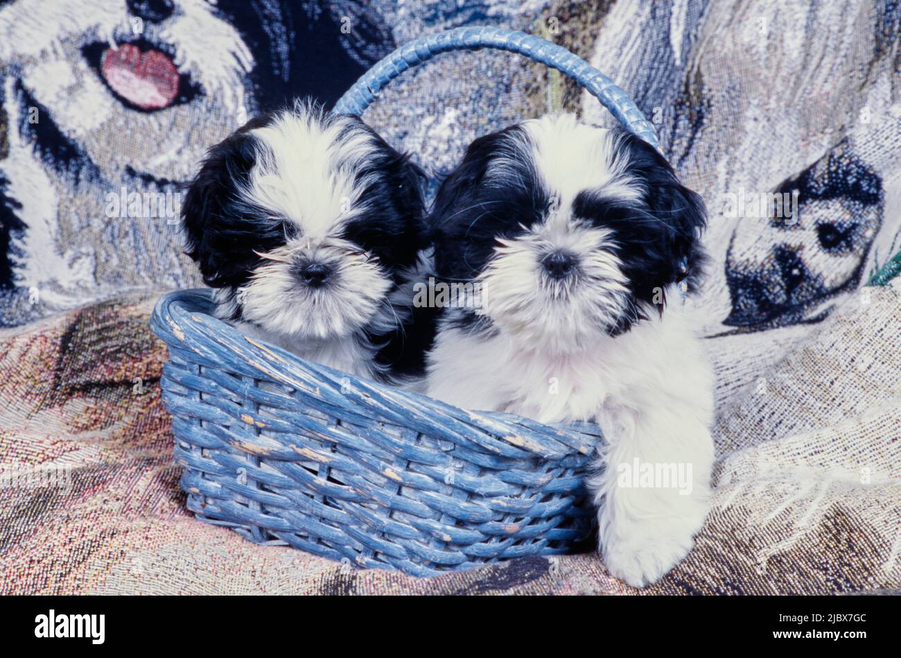 Two Shih Tzu puppy in a basket Stock Photo - Alamy