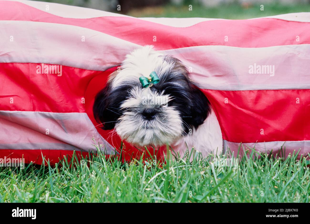 Shih Tzu in a red and white tube Stock Photo - Alamy