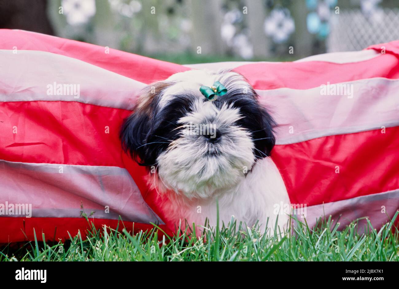 Shih Tzu in a red and white tube Stock Photo - Alamy