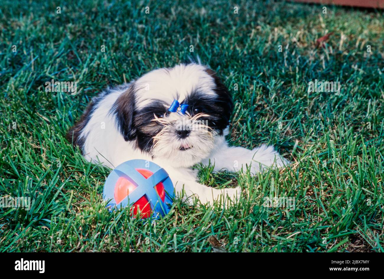 Toy companion hi-res stock photography and images - Alamy